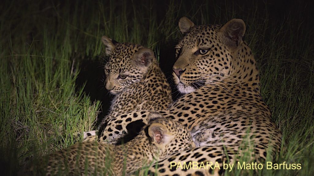 Homepage - PAMBARA - Who is the Boss