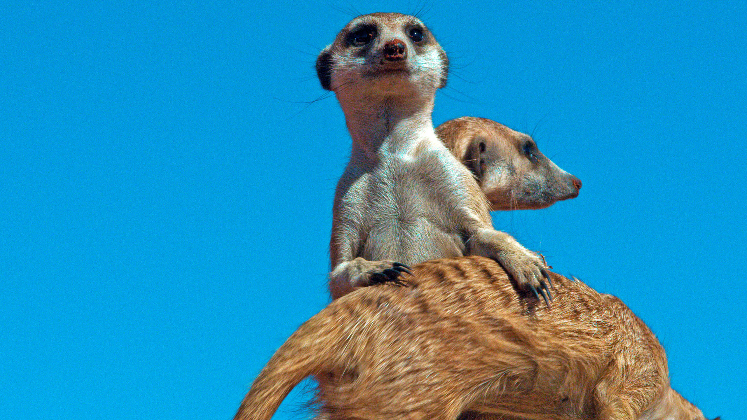 Homepage Kinofilm PAMBARA - PAMBARA - Who is the Boss